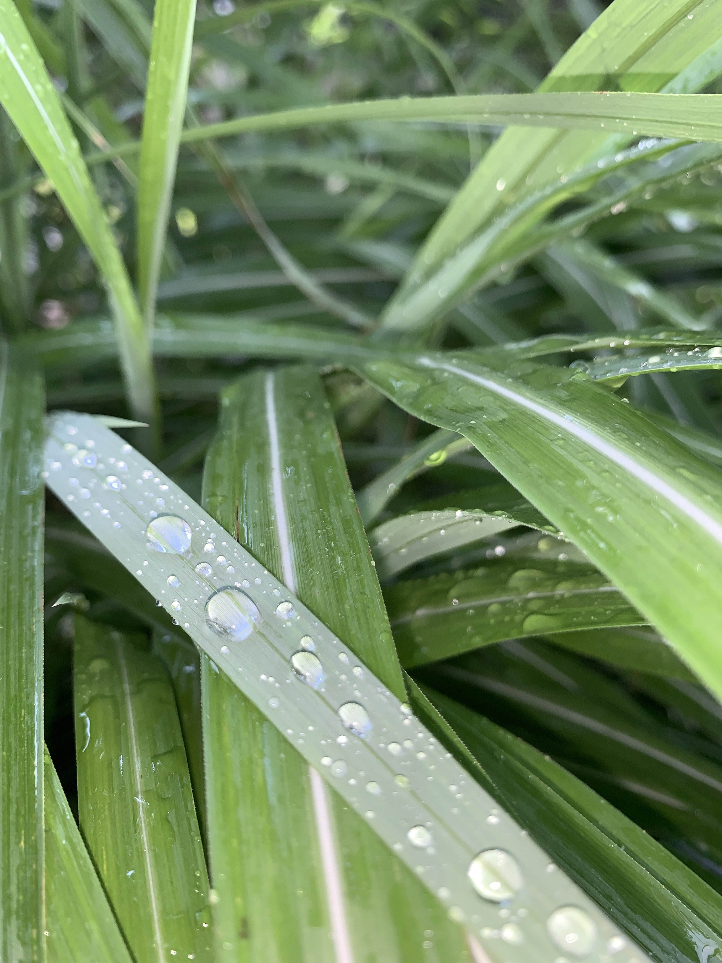 The Hollow Rain – looking in your window