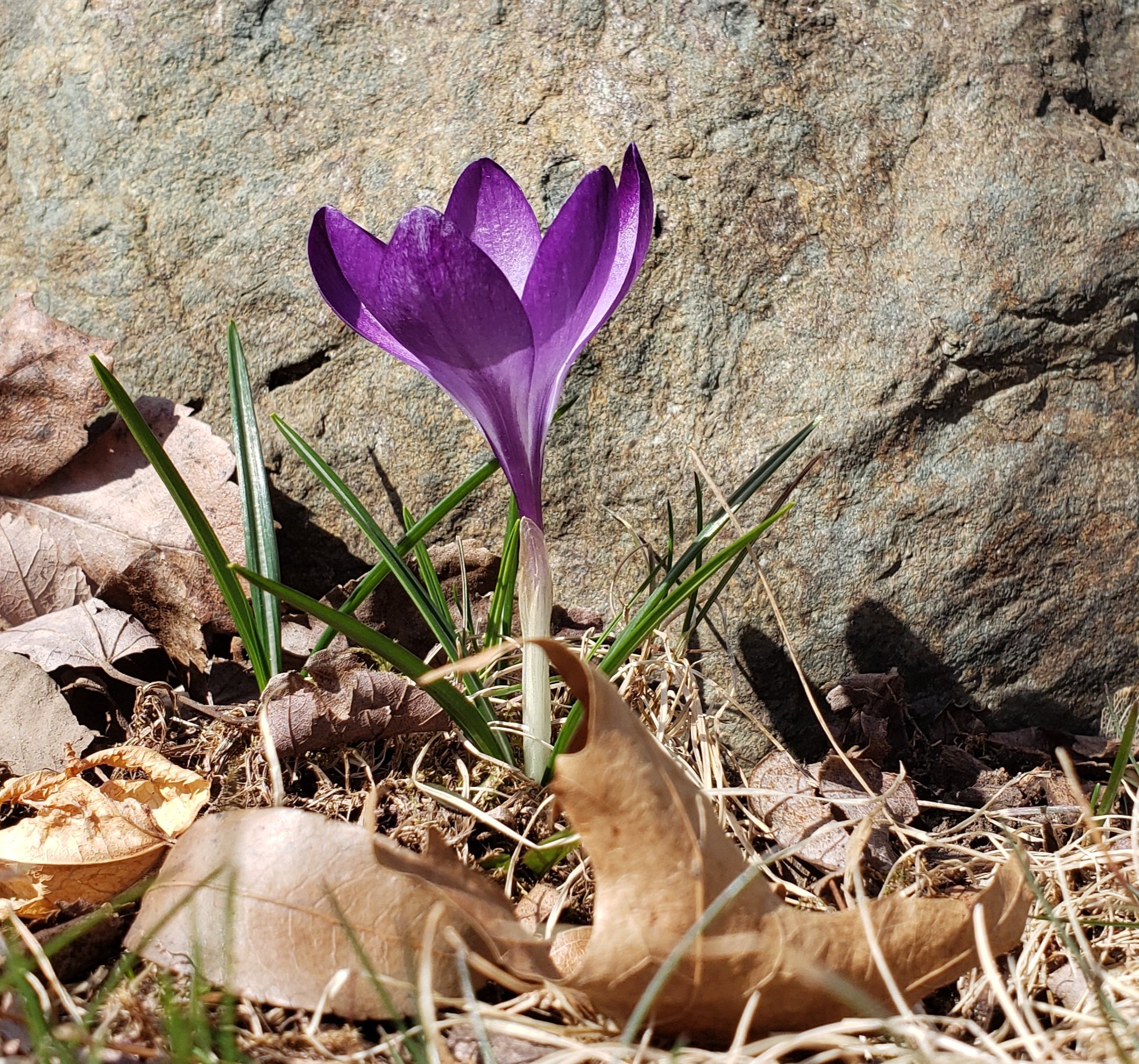 Rare Souls – looking in your window